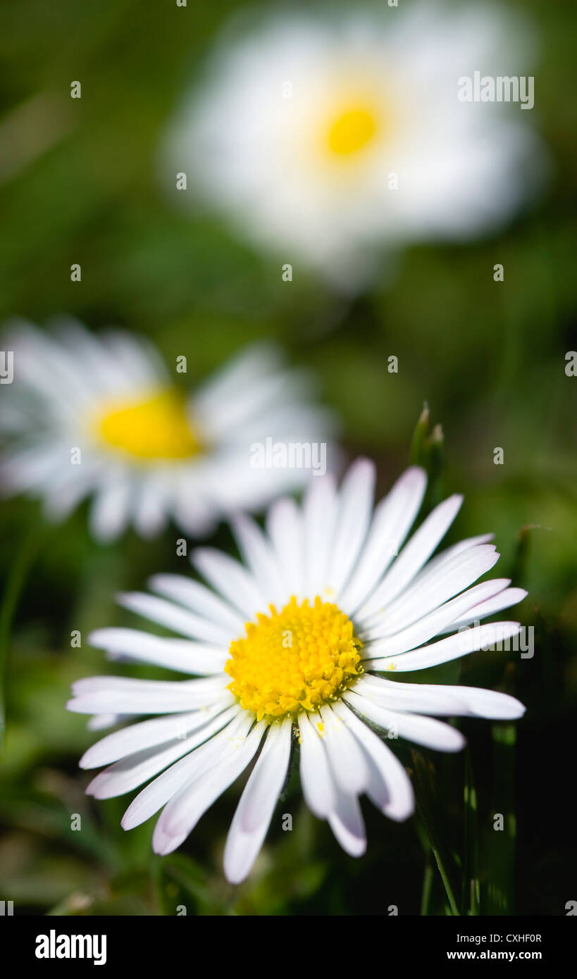 Germany, Bavaria, Common daisy, close up Stock Photo - Alamy