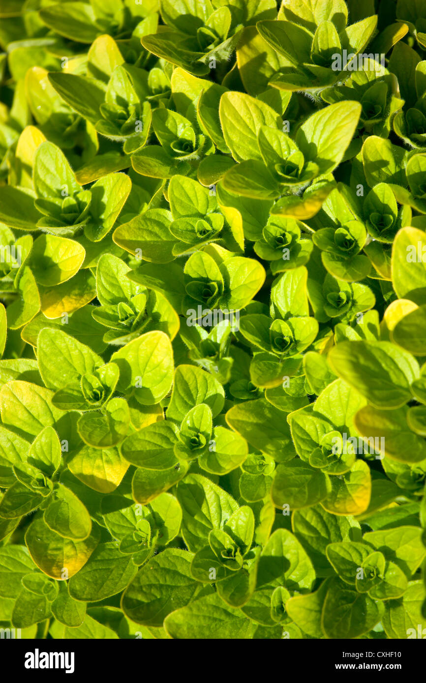 Background of oregano Stock Photo - Alamy