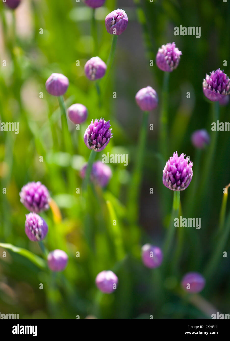 Close up of chive flowers Stock Photo - Alamy
