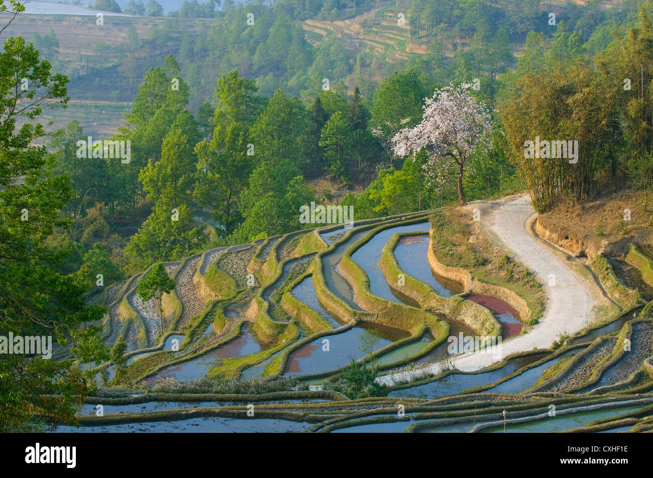 rice terraces of yuanyang, yunnan, china Stock Photo - Alamy