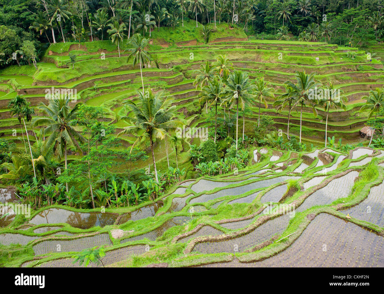 rice terraces of bali, indonesia Stock Photo - Alamy