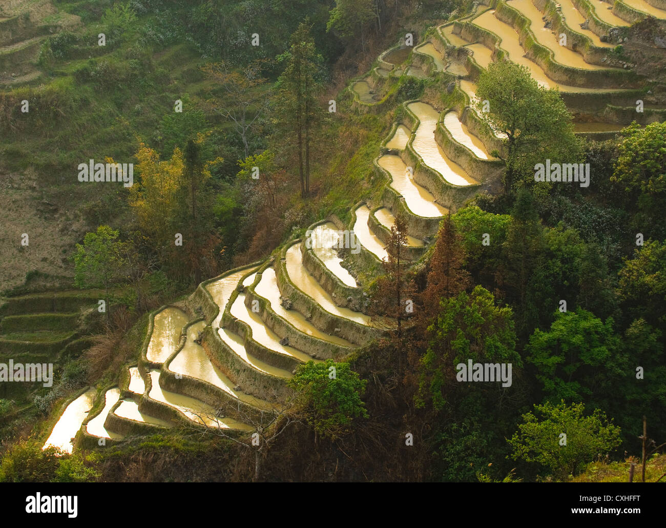 rice terraces of yuanyang, yunnan, china Stock Photo - Alamy