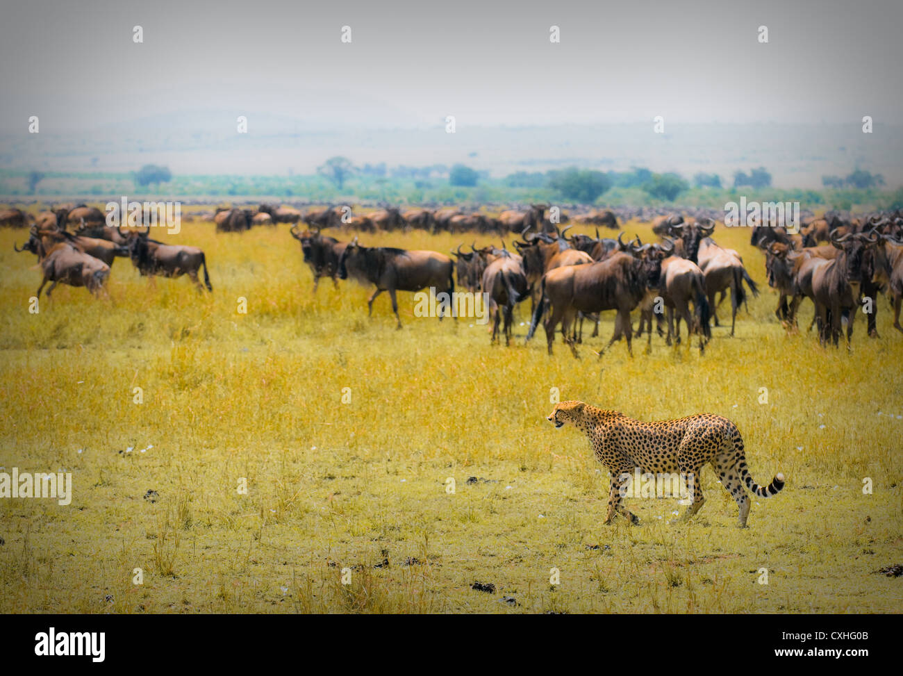 Cheetah hunting wildebeest hi-res stock photography and images - Alamy