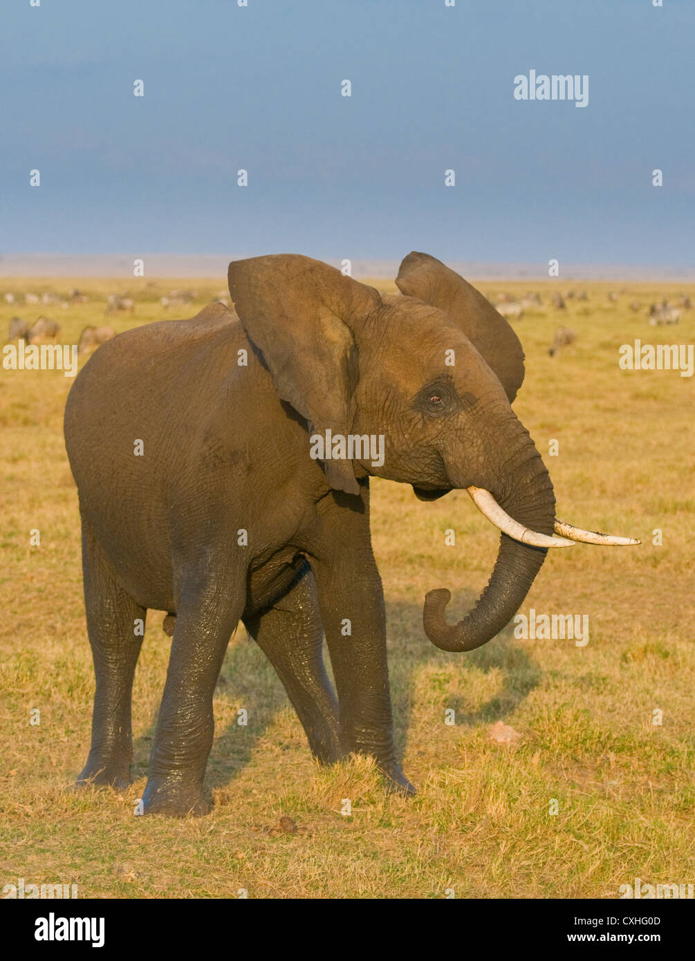 elephant calf, amboseli national park, kenya Stock Photo - Alamy