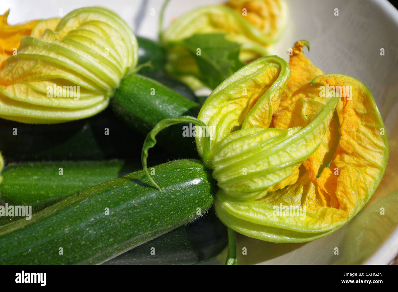 Close up shot of courgettes with their flowers Stock Photo - Alamy