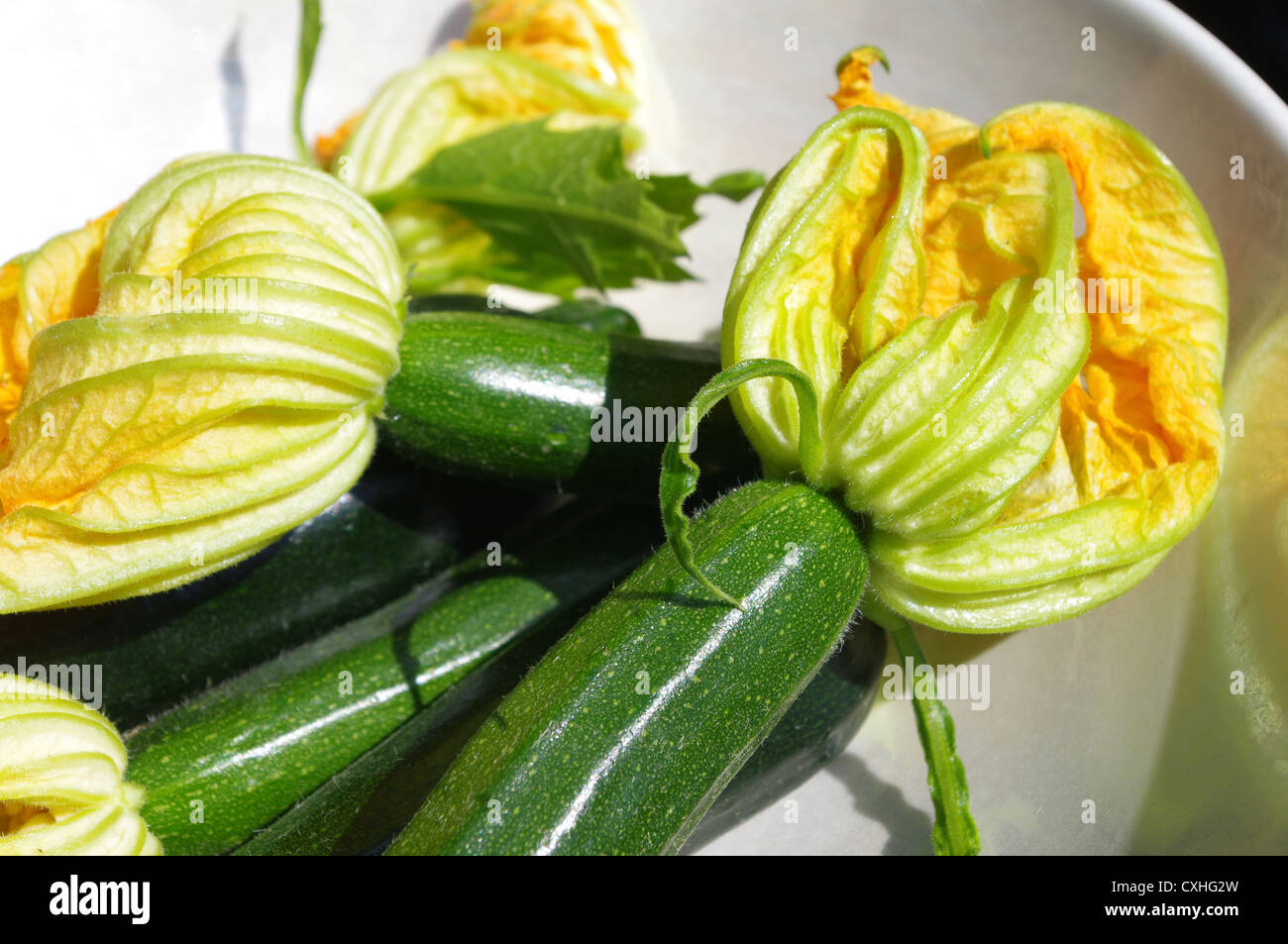 Courgettes with their flowers Stock Photo - Alamy