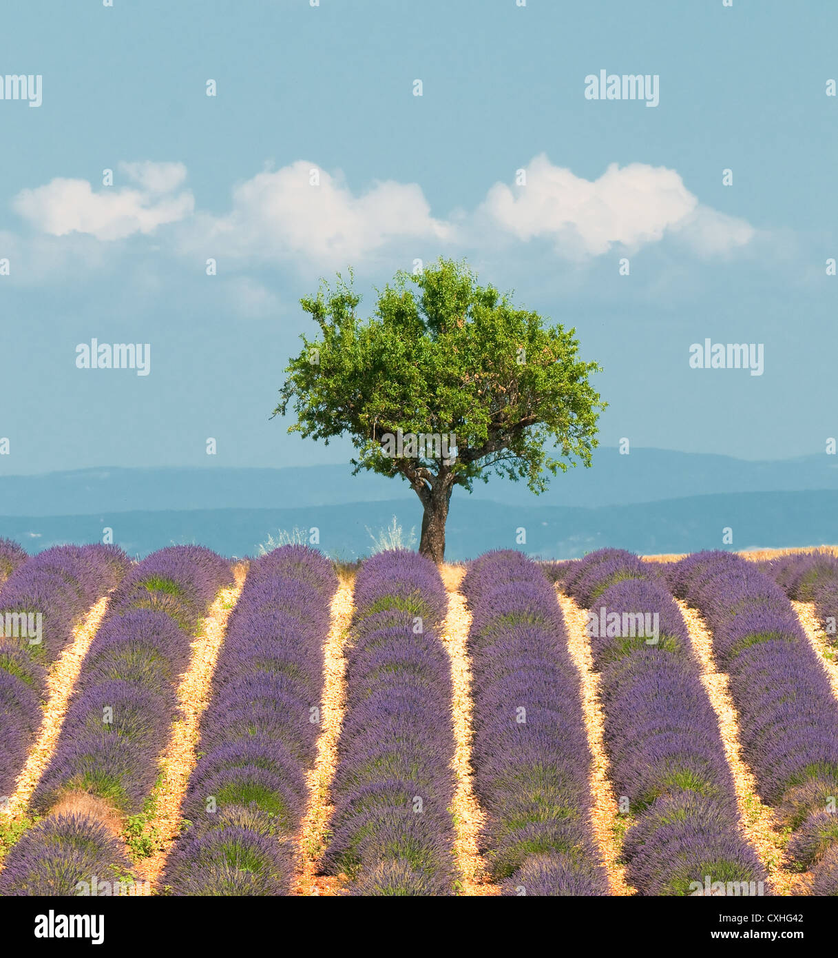 tree in lavender field, Provence, France Stock Photo - Alamy