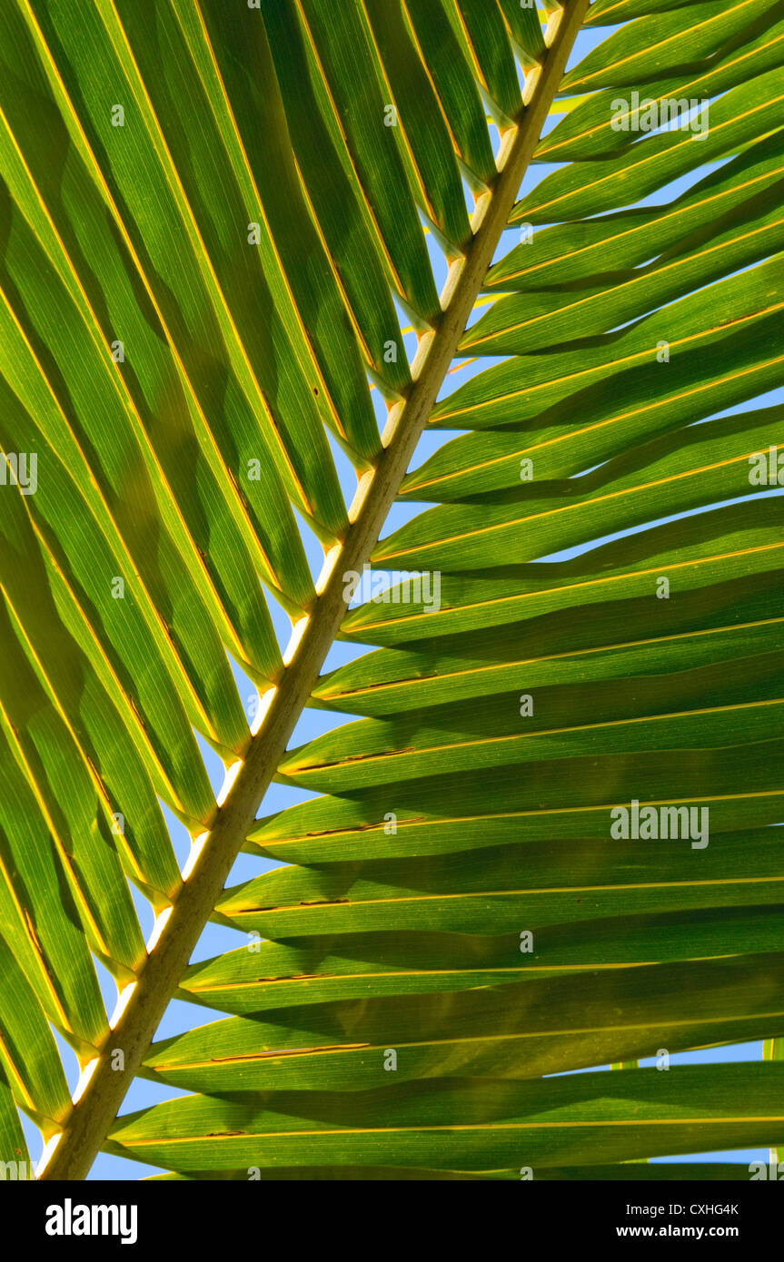 leaf of coconut palm tree Stock Photo - Alamy