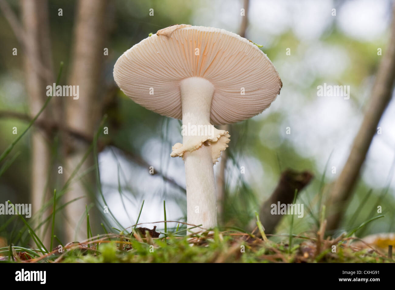 White dapperling hi-res stock photography and images - Alamy