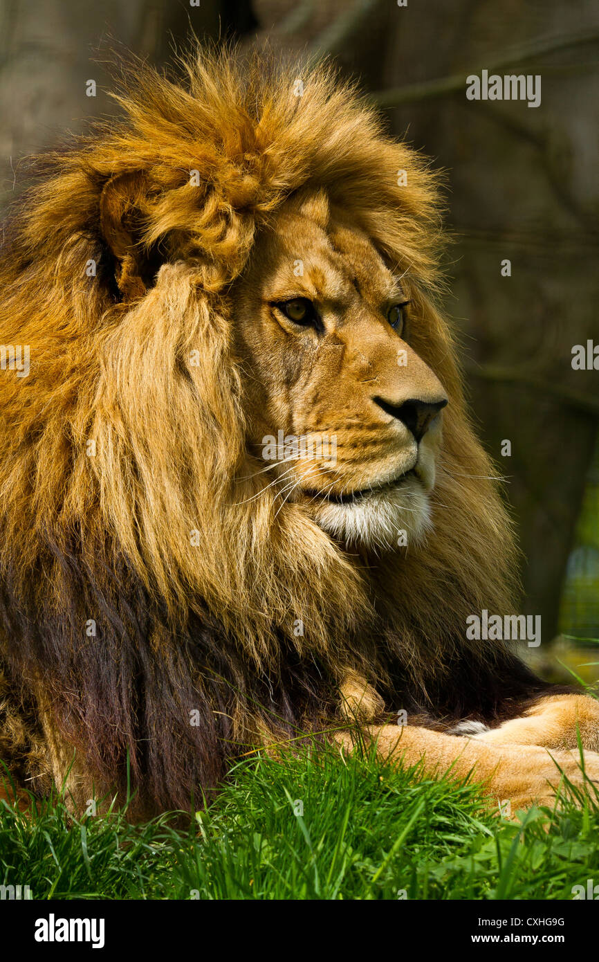 Lion resting lioness preying hi-res stock photography and images - Alamy