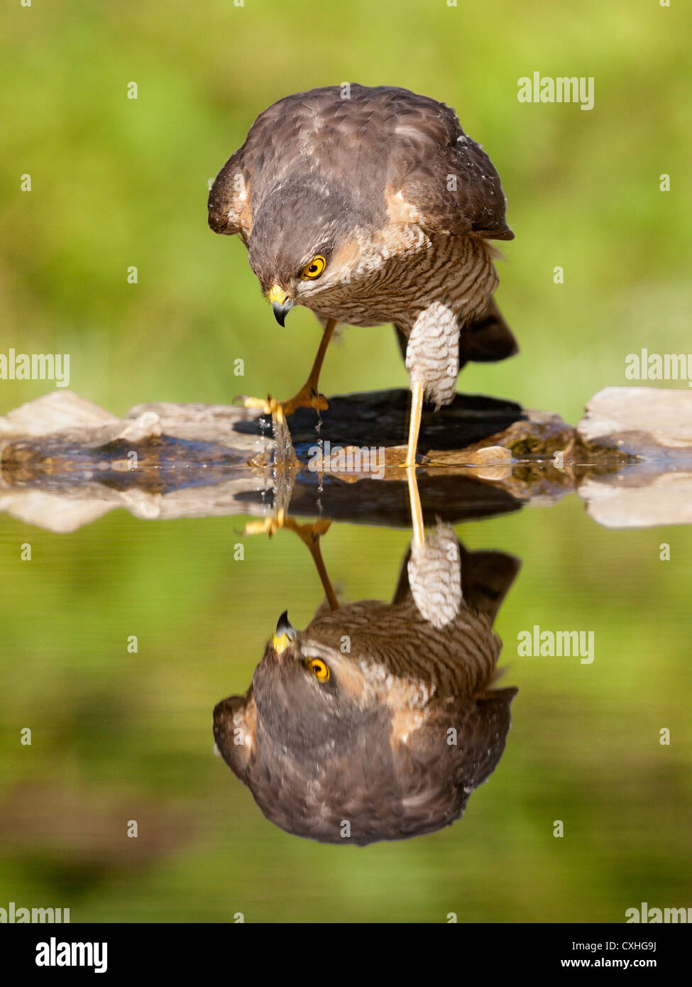 Sparrowhawk feather hi-res stock photography and images - Alamy