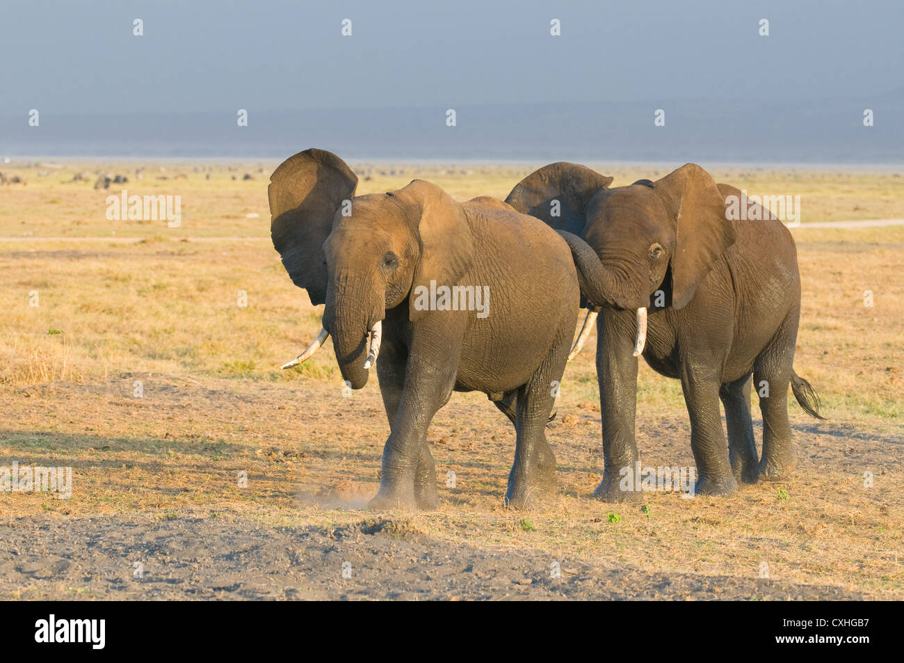 elephants in amboseli national park, kenya Stock Photo - Alamy