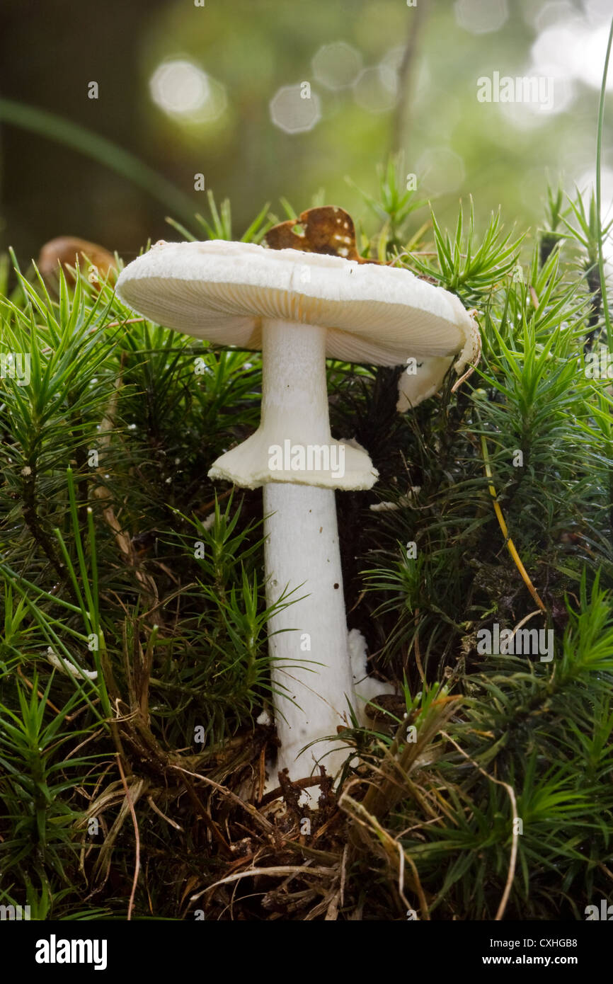 White Dapperling High Resolution Stock Photography and Images - Alamy