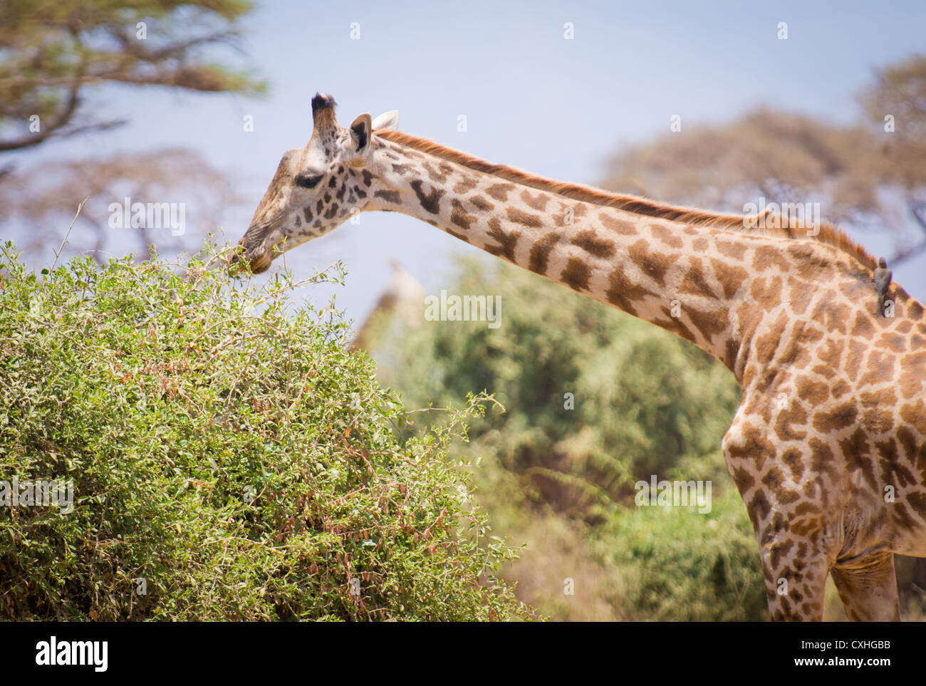 giraffe and a tree Stock Photo - Alamy