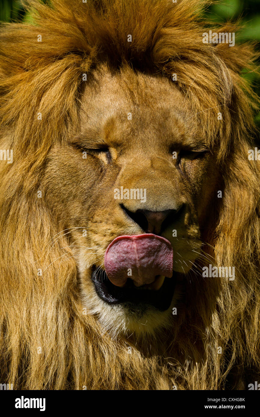 Lion cub pride lioness mammal sleep hi-res stock photography and images ...