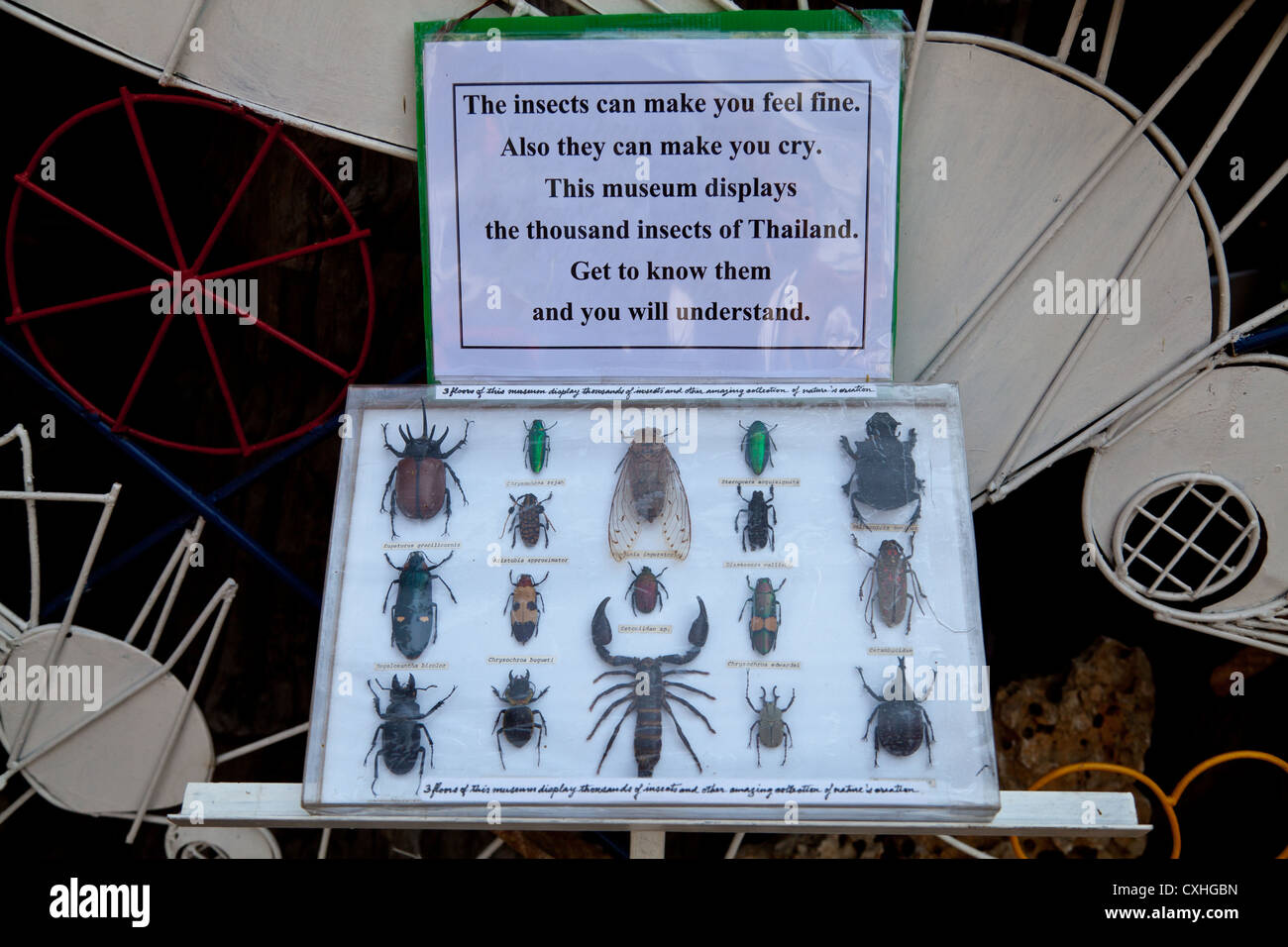 Insects in thailand hi-res stock photography and images - Alamy