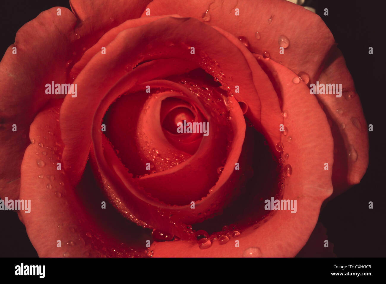 red rose close up Stock Photo - Alamy