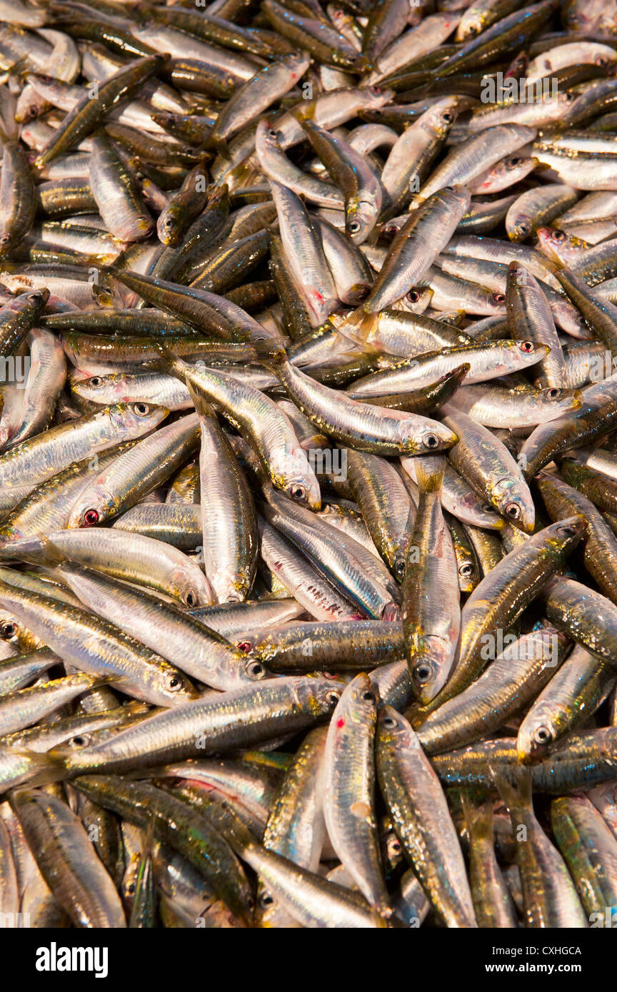 fresh fish at a fish market Stock Photo - Alamy