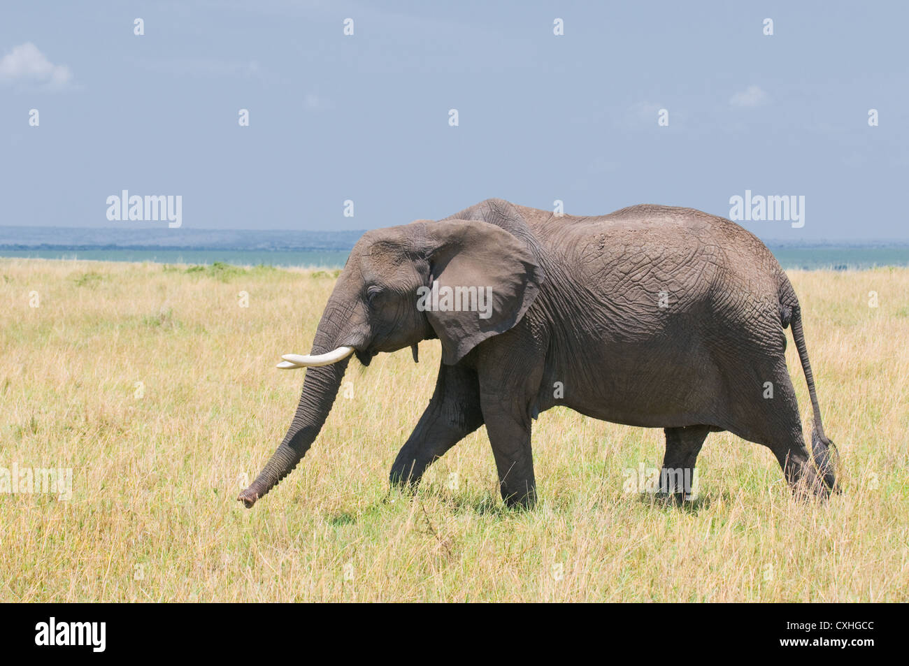 Rough old elephant hi-res stock photography and images - Alamy
