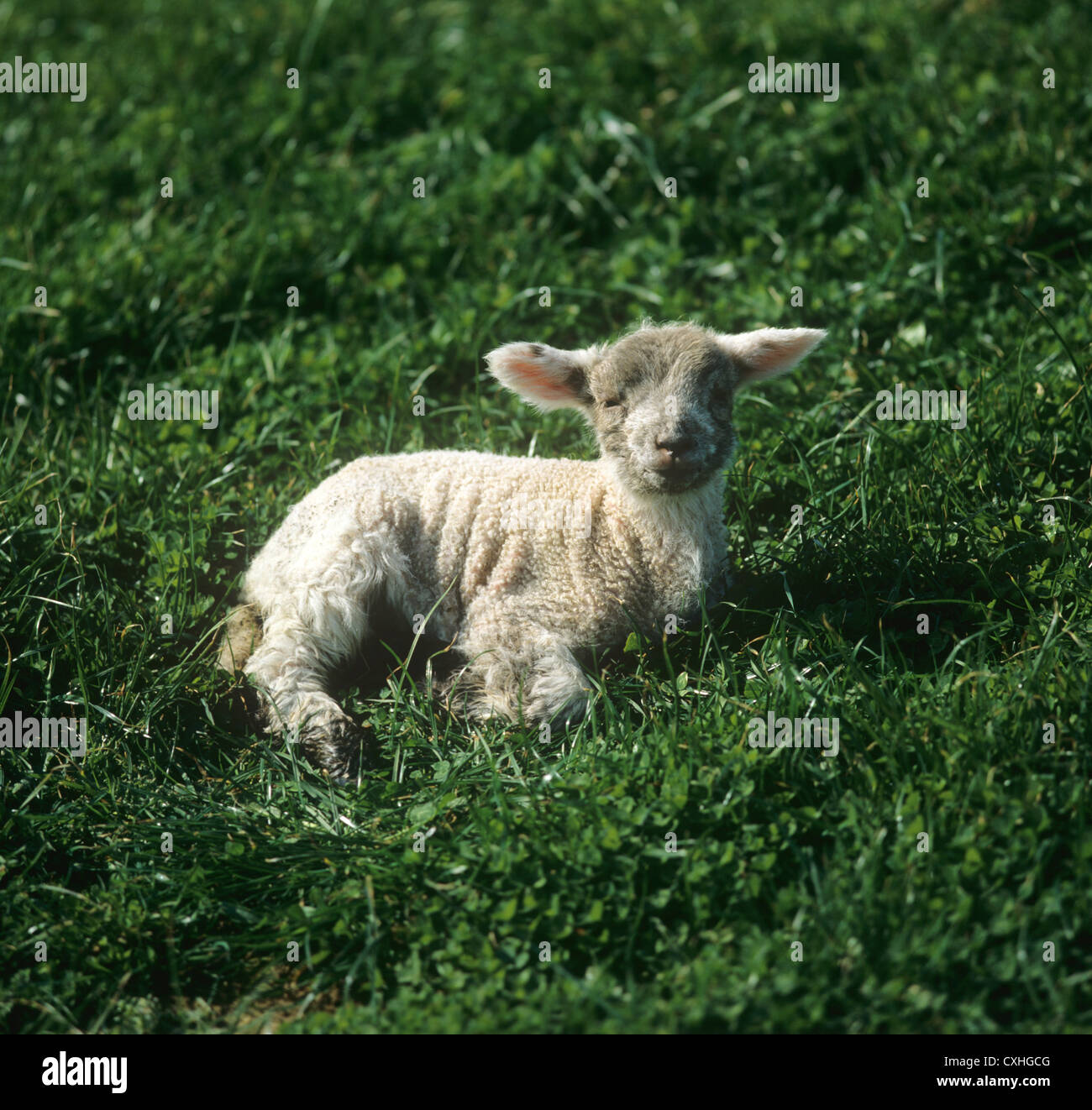 A very young lamb lying on the grass waiting for some attention Stock ...