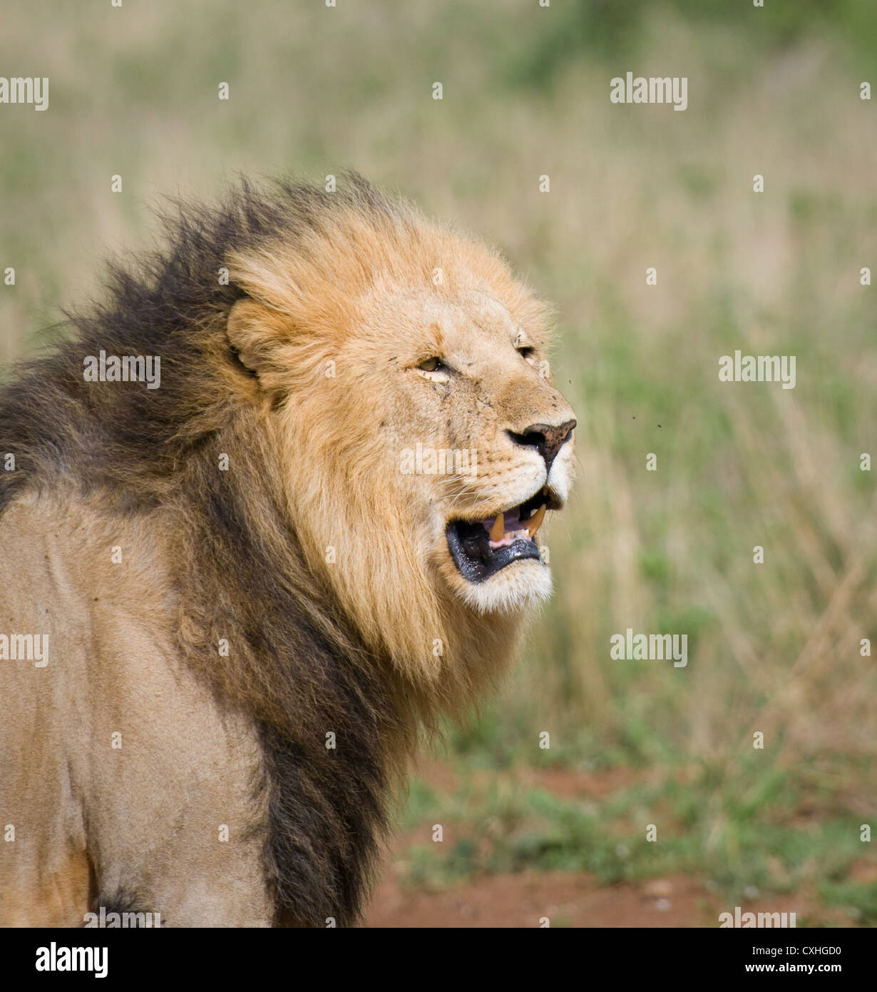 Male lion side view head photography hi-res stock photography and ...
