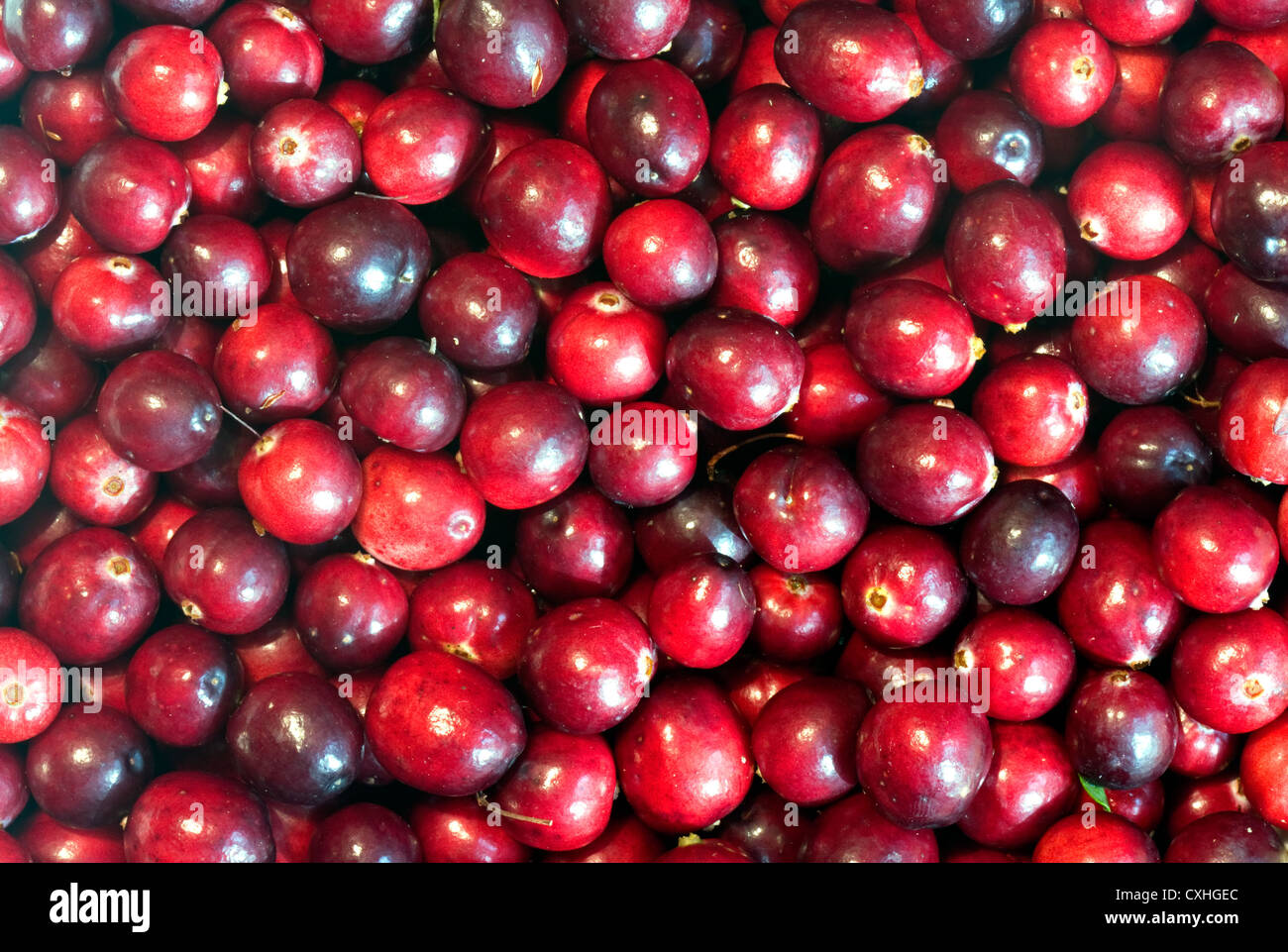 Ruby berries hi-res stock photography and images - Alamy