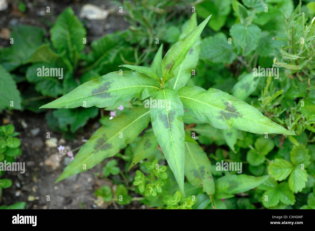 Redshank (Polygonum persicaria) plant with characteristic chevron ...