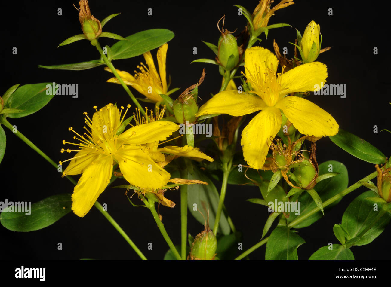 Hypericum flowers hi-res stock photography and images - Alamy