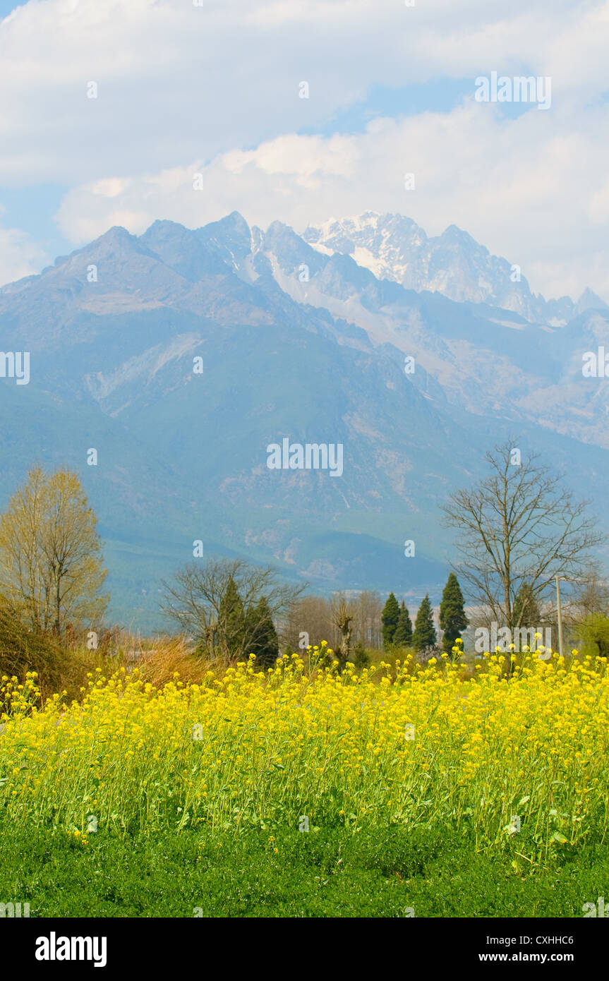 yellow rape field and a mountain Stock Photo - Alamy