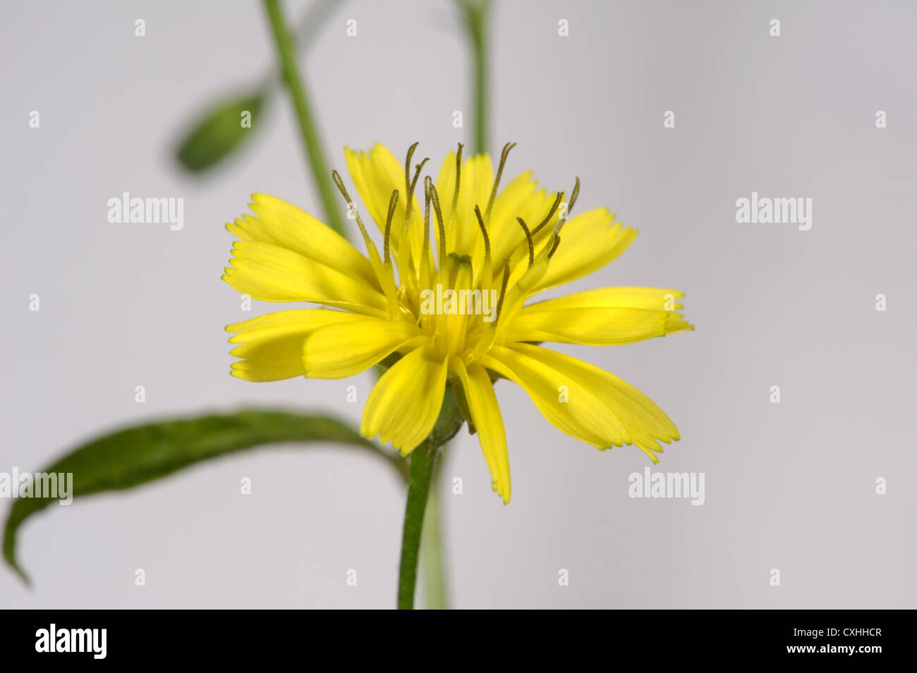 Nipplewort Lapsana communis flower Stock Photo - Alamy