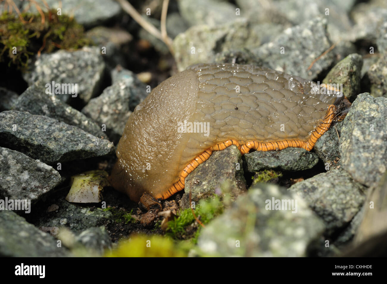 Head of the brown/orange variant of the large back slug (Arion ater ...