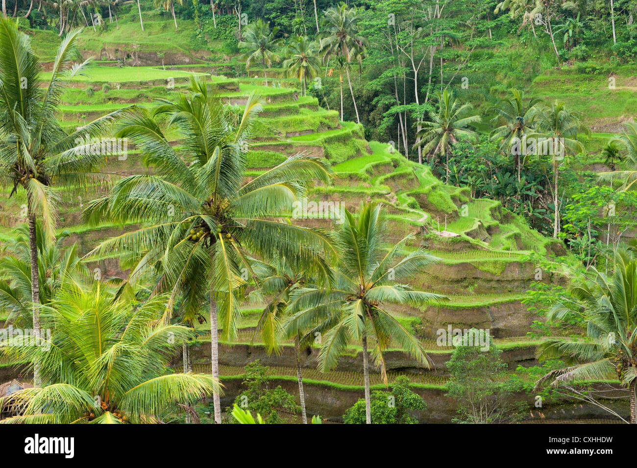 rice terraces of bali, indonesia Stock Photo - Alamy