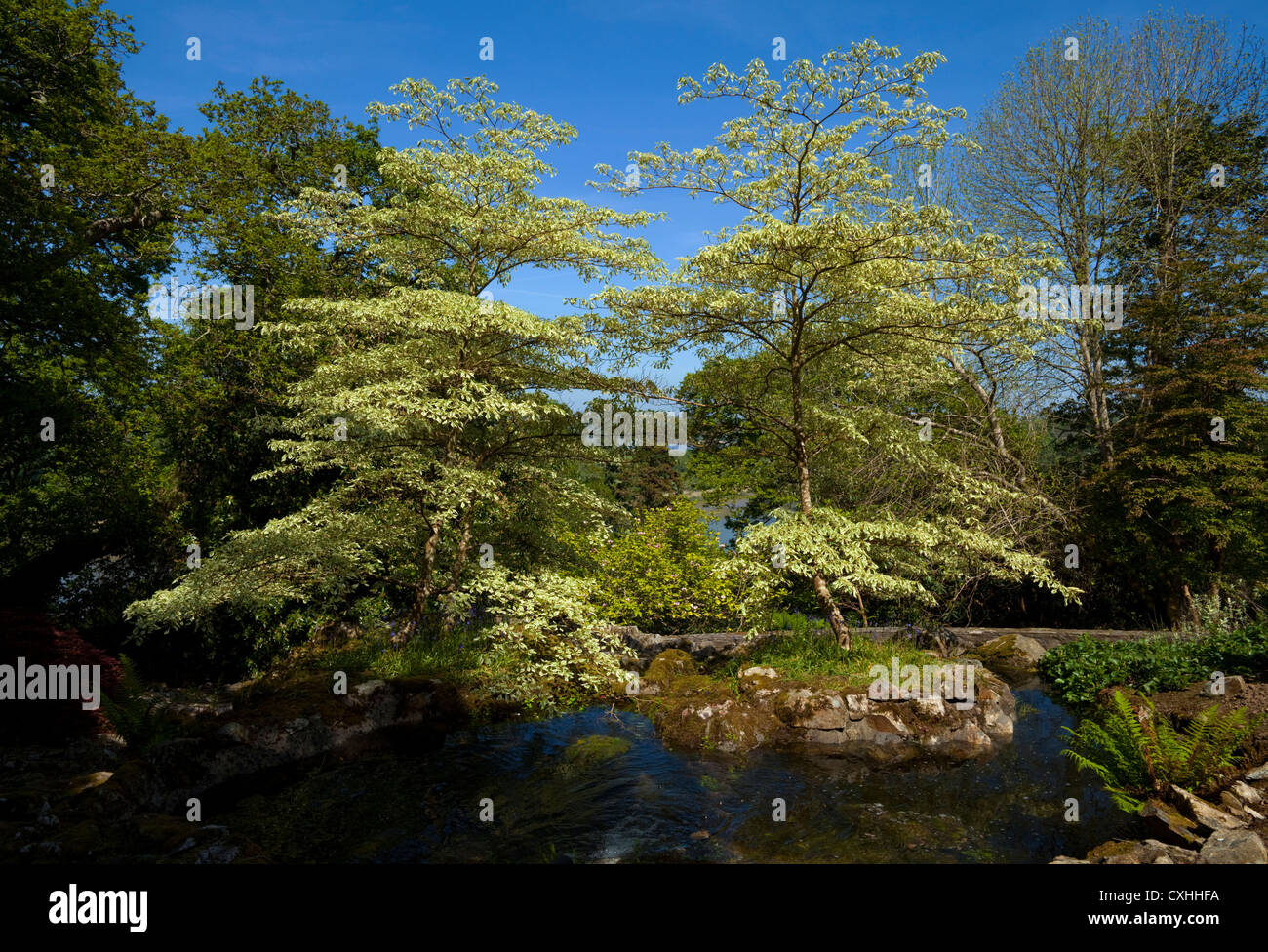 Mount Congreve Gardens, Near Kilmeaden, County Waterford, Ireland Stock ...