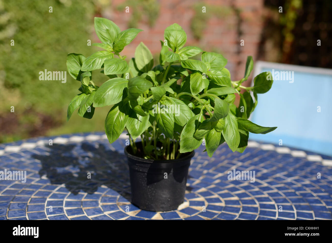 Basil plant hi-res stock photography and images - Alamy