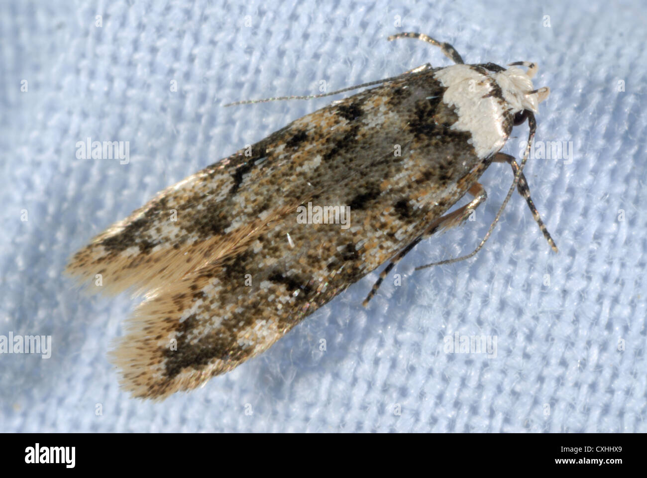 Brown house moth hi-res stock photography and images - Alamy