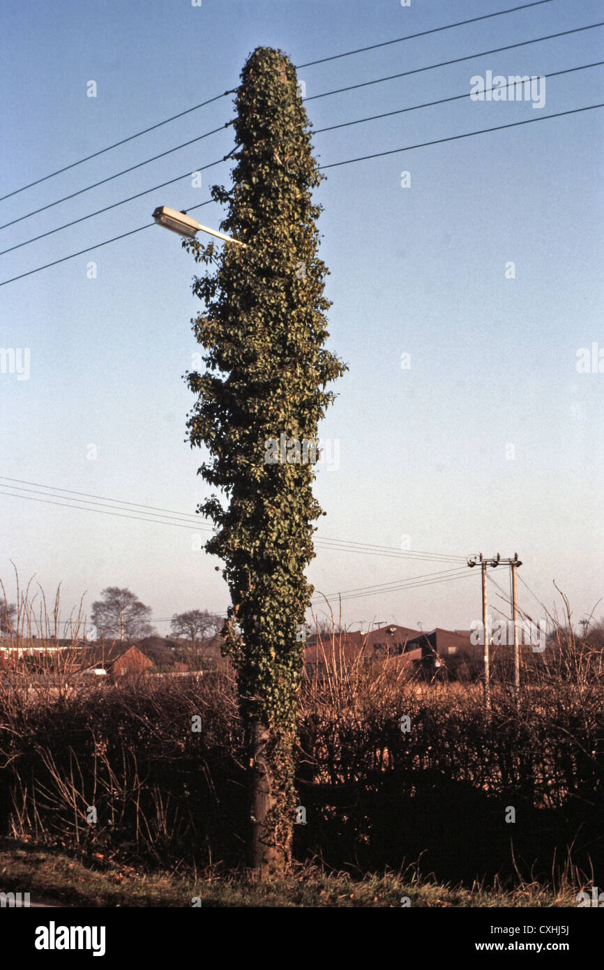 A Grow your own utility pole Stock Photo - Alamy A Grow your own utility pole Stock Photo - Alamy