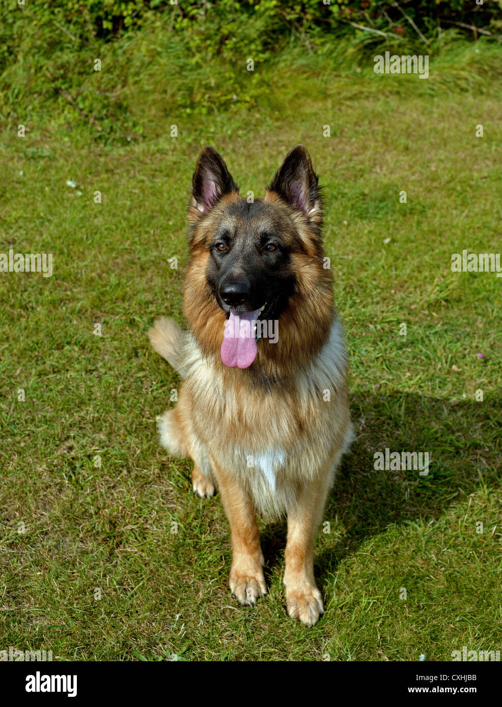 German Shepherd Dog GSD Stock Photo - Alamy