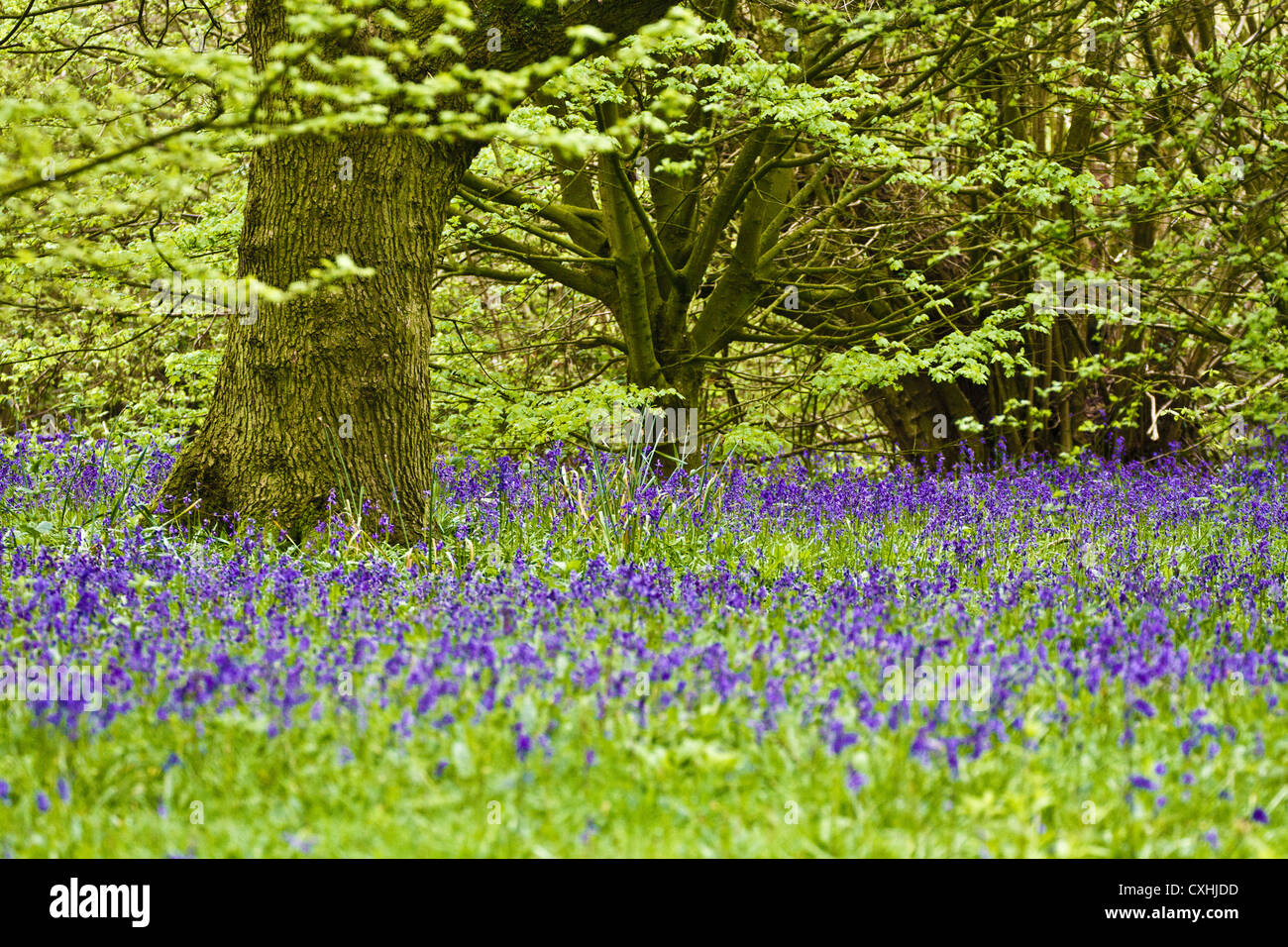 Spring morning bluebell view Stock Photo - Alamy