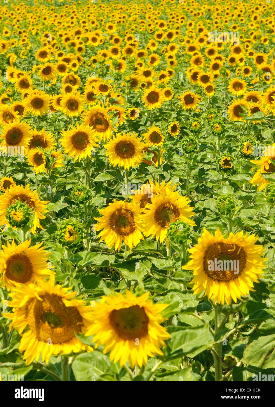 Sunflower field panorama hi-res stock photography and images - Alamy