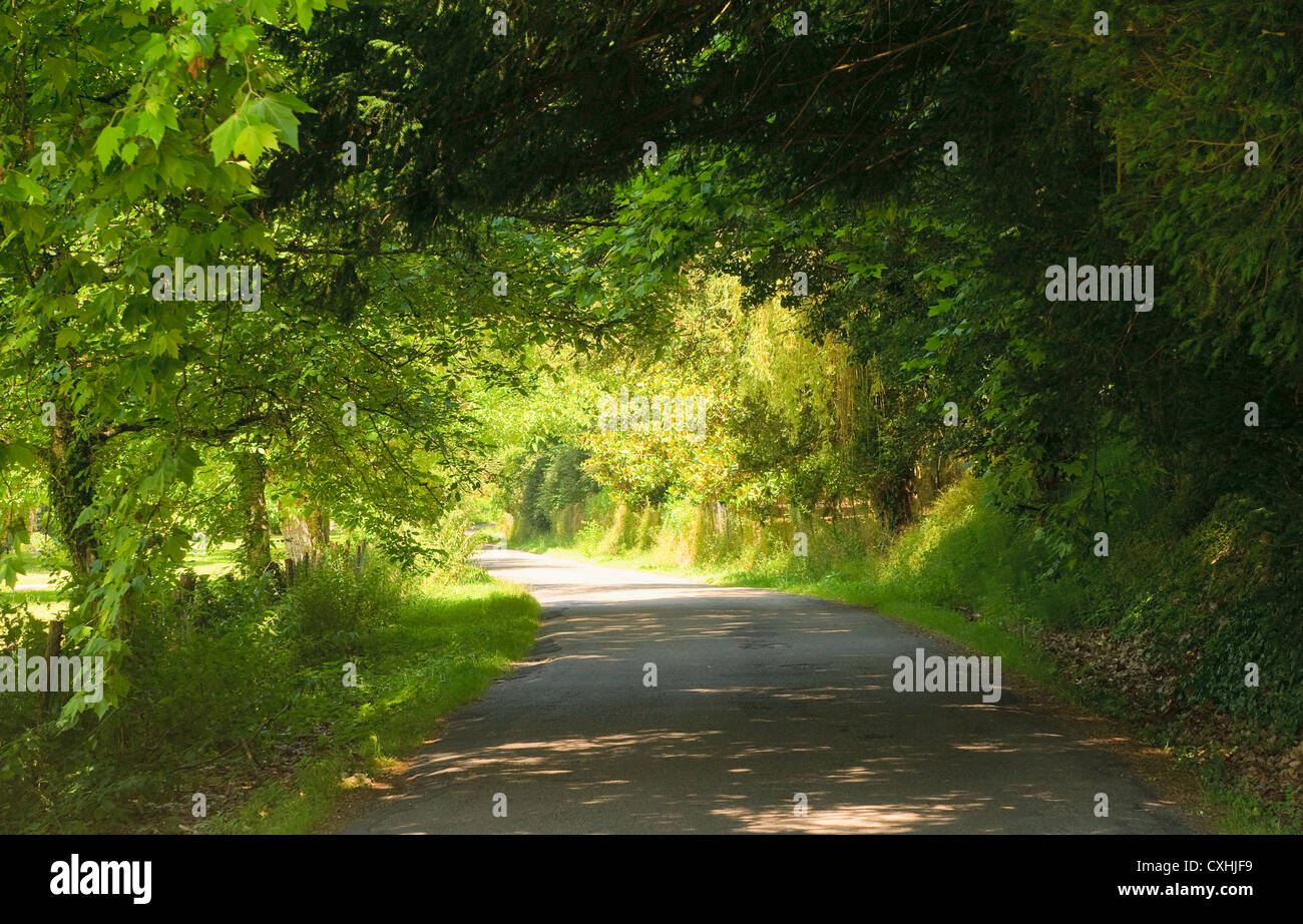 Green alley path in hi-res stock photography and images - Alamy