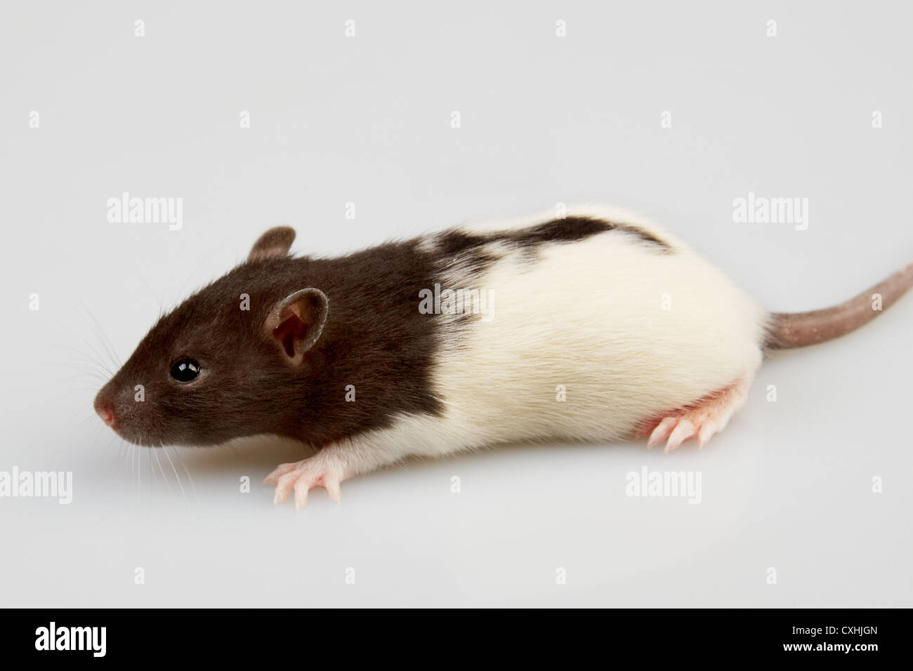 Gray laboratory hi-res stock photography and images - Alamy