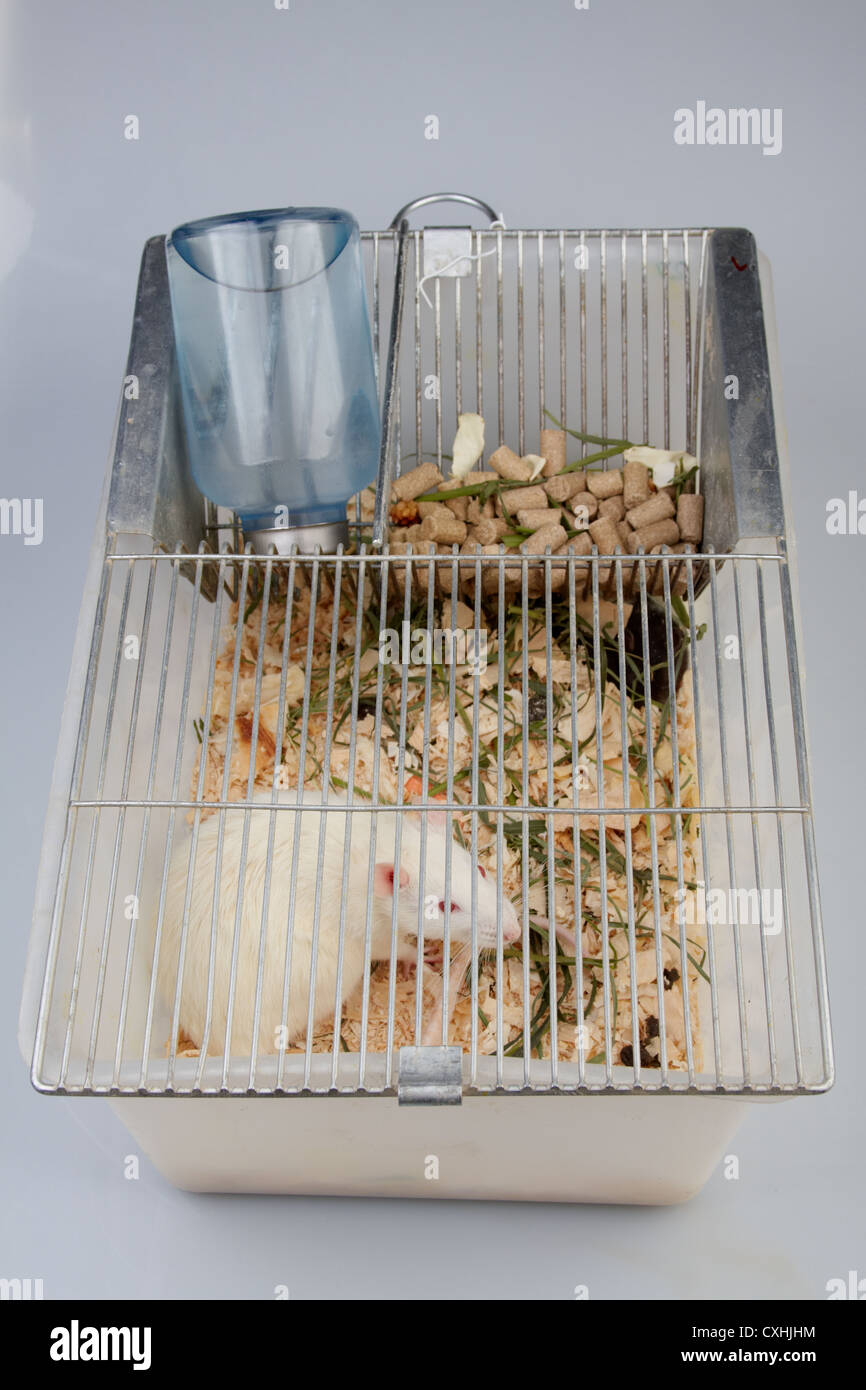 Laboratory prison hi-res stock photography and images - Alamy