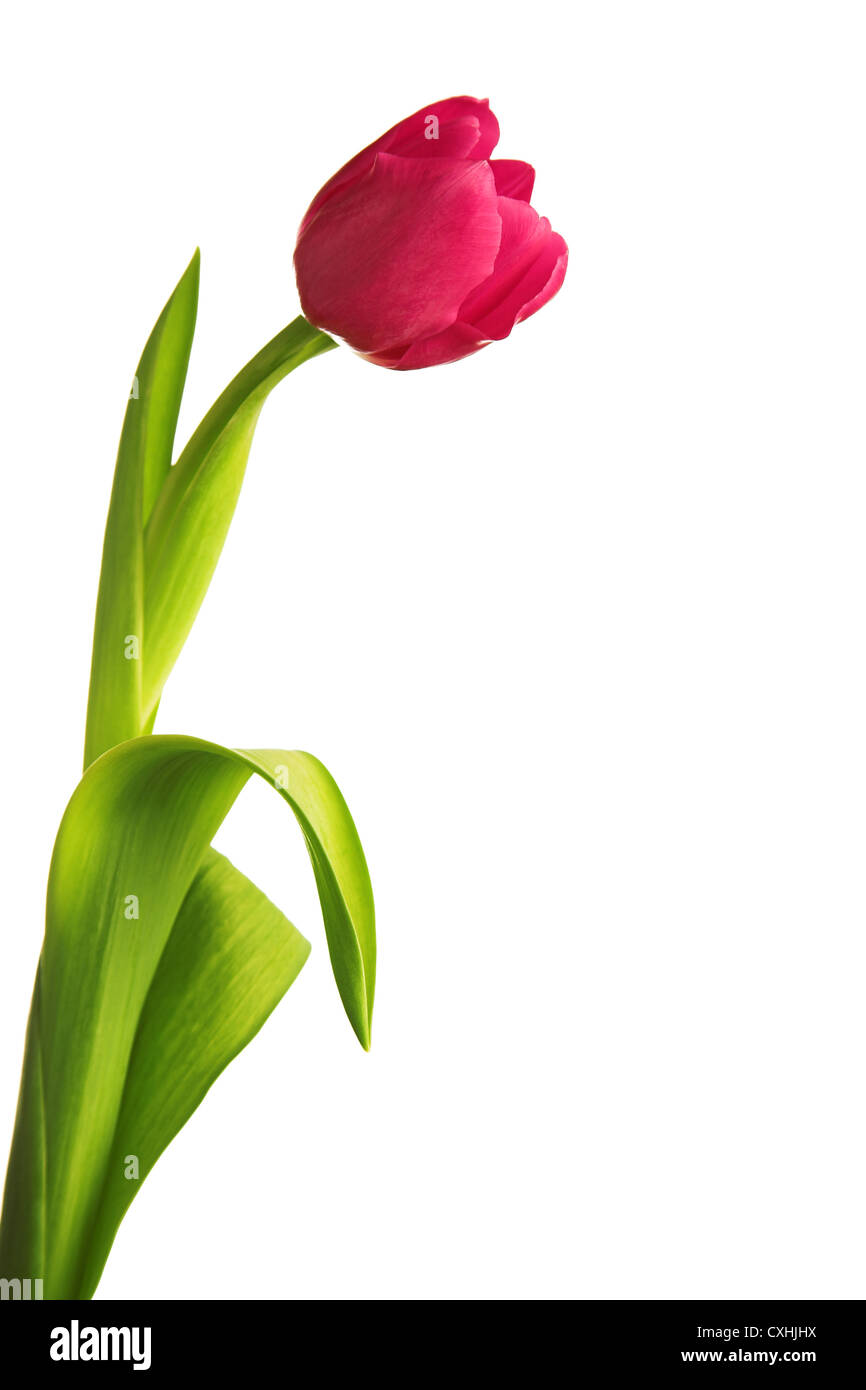 Tuli flower hi-res stock photography and images - Alamy