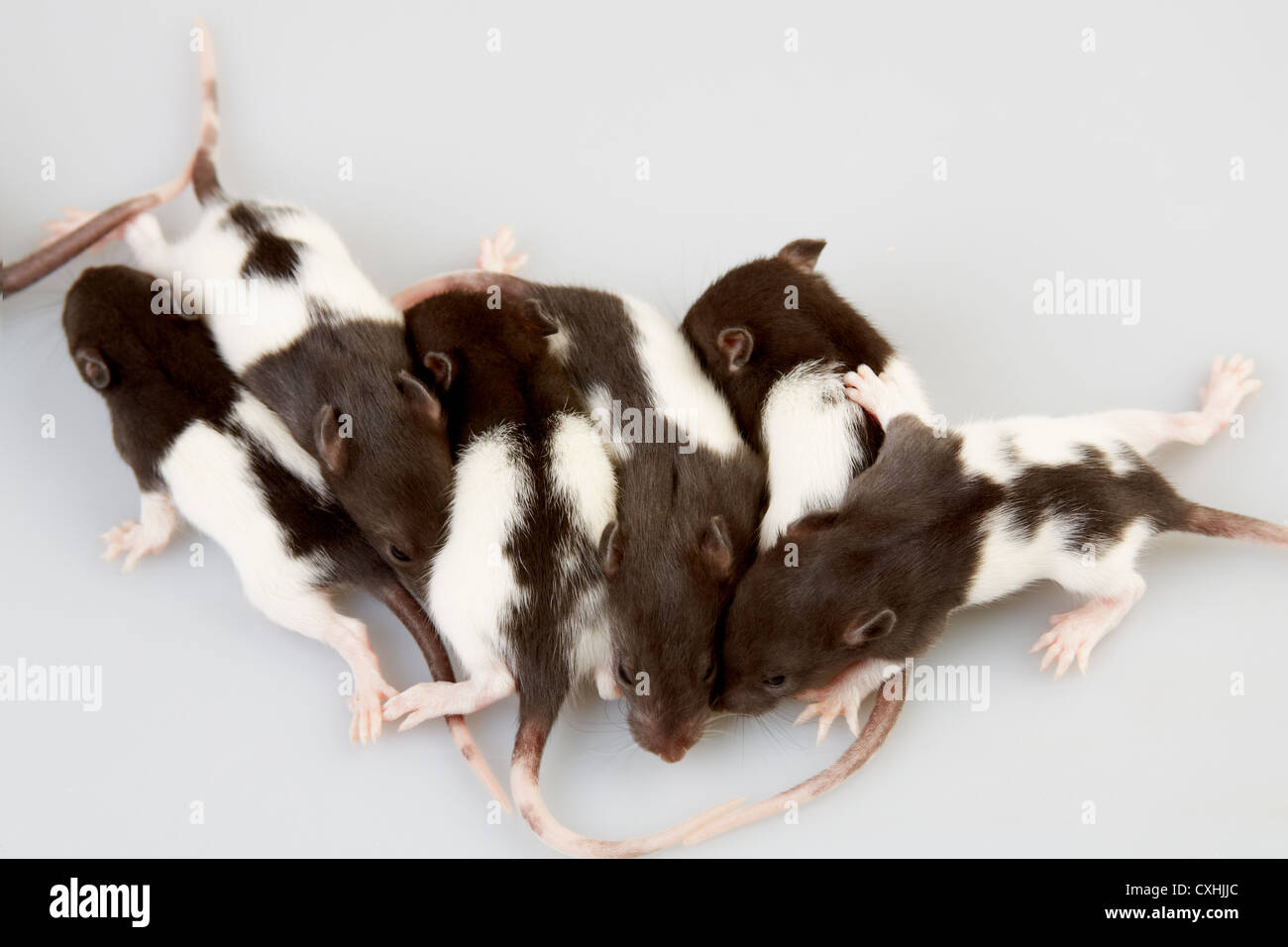 Laboratory rat hi-res stock photography and images - Alamy