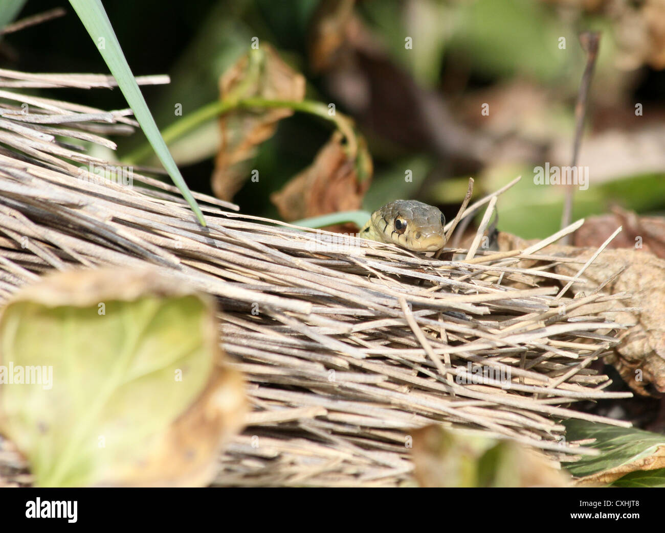 Garter snake peeking over an old broom Stock Photo - Alamy