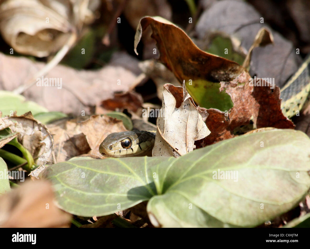 Peeking snake hi-res stock photography and images - Alamy