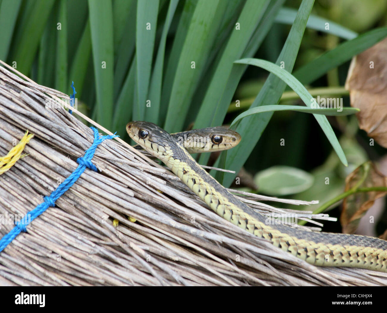 A pair of garter snakes crawling on an old broom Stock Photo - Alamy
