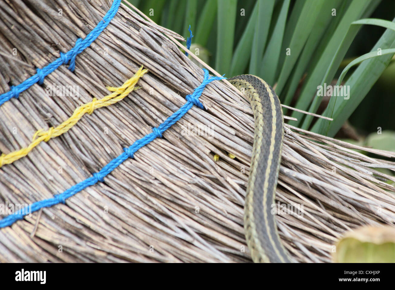 Garter snake crawling on an old broom Stock Photo - Alamy