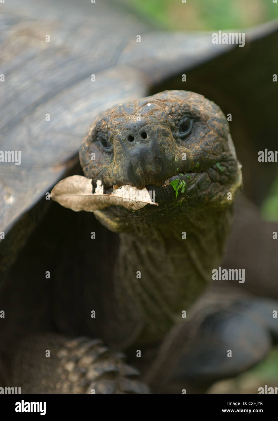 giant turtle, galapagos islands, ecuador Stock Photo - Alamy