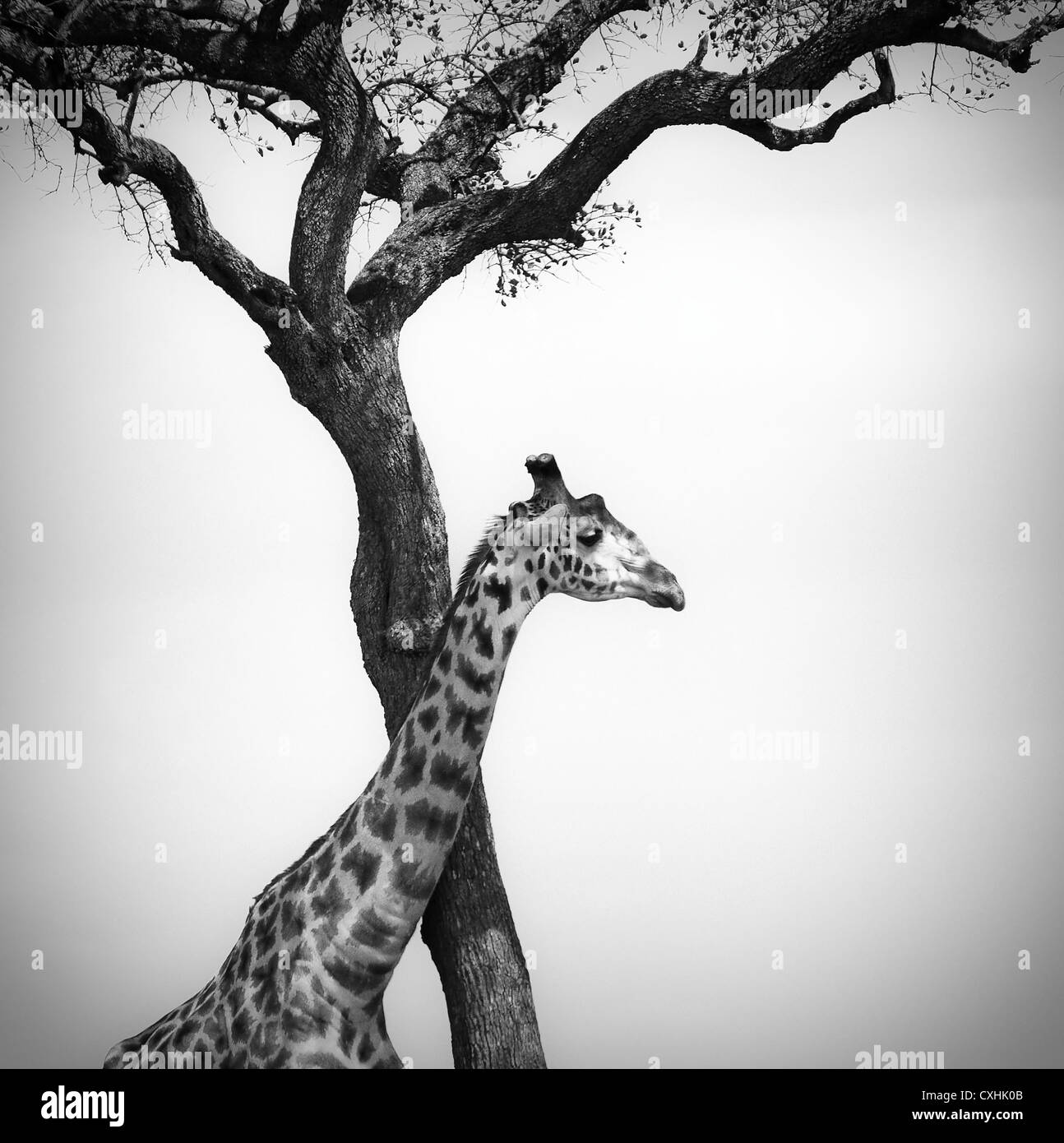 giraffe and a tree Stock Photo - Alamy